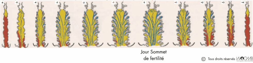 Glaire cervicale : rôle, observation, ovulation et grossesse