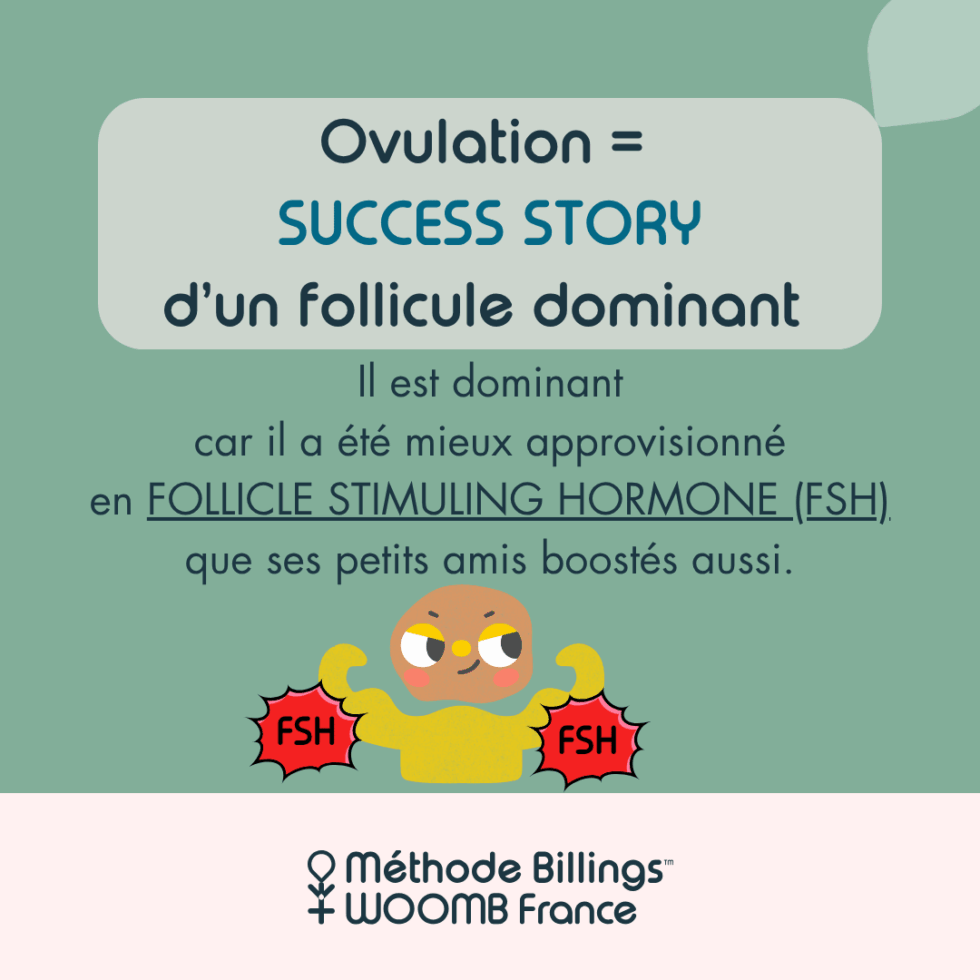 Cycle menstruel : phases, durée, ovulation : tout comprendre